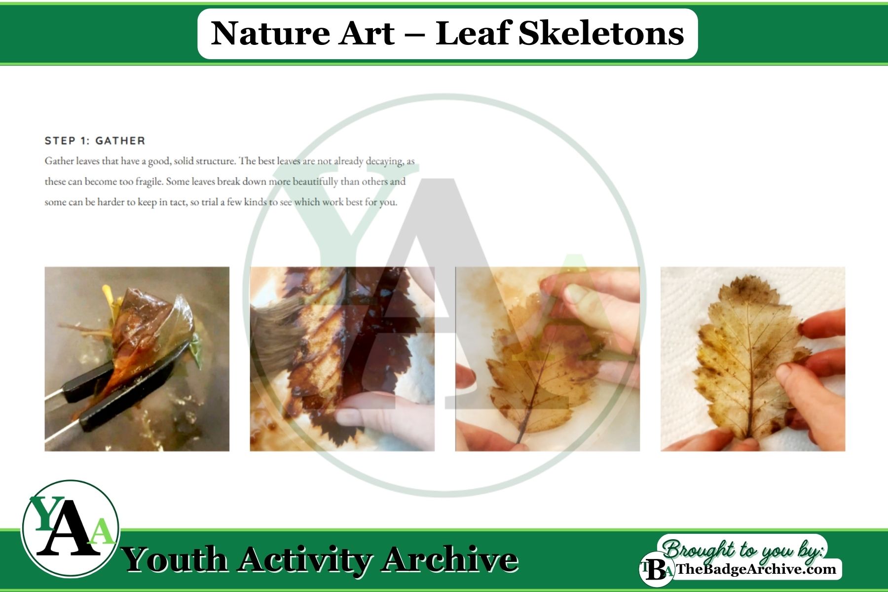 Nature Art – Leaf Skeletons – Youth Activity Archive